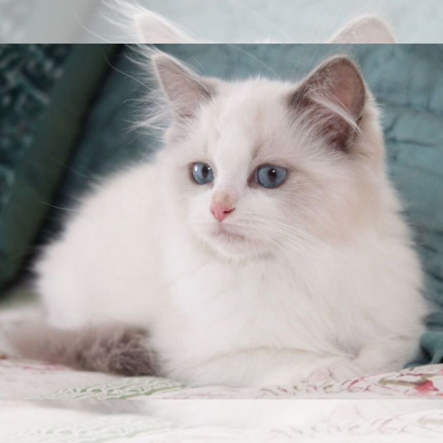 Рэгдолл котёнок