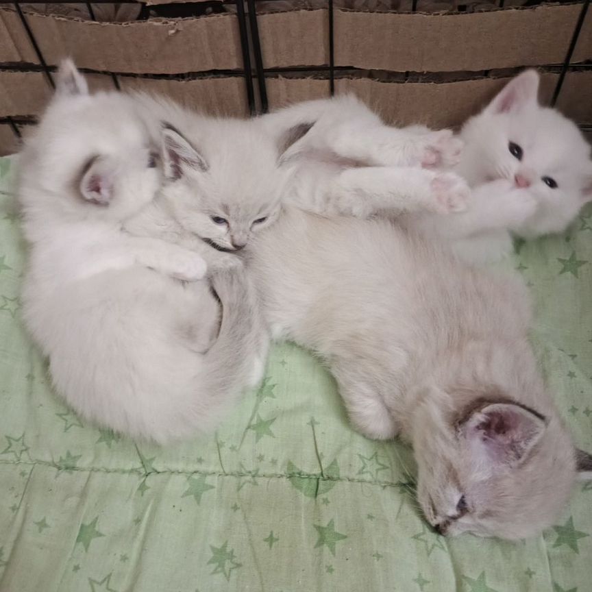 Невский маскарадный котёнок