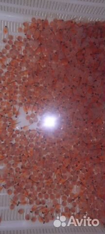 Стальноголовый лосось