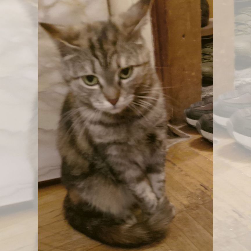 Взрослый кот в добрые руки