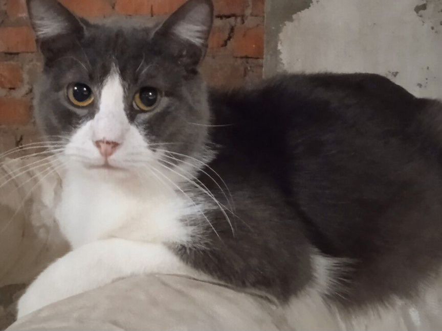 Котик со взглядом человека ищет дом