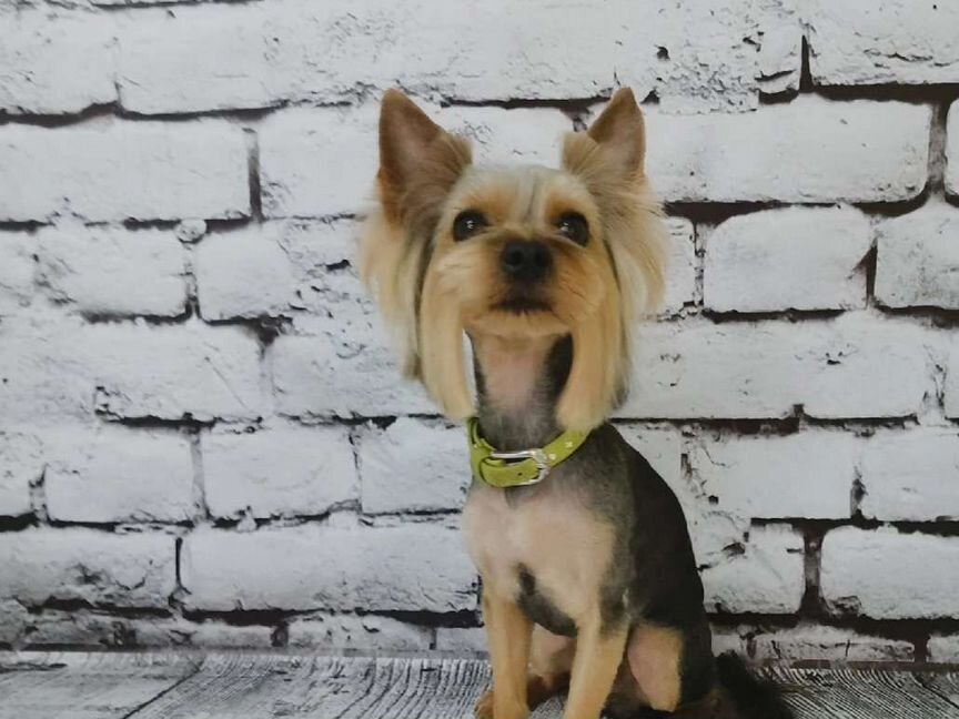 Йоркширский терьер