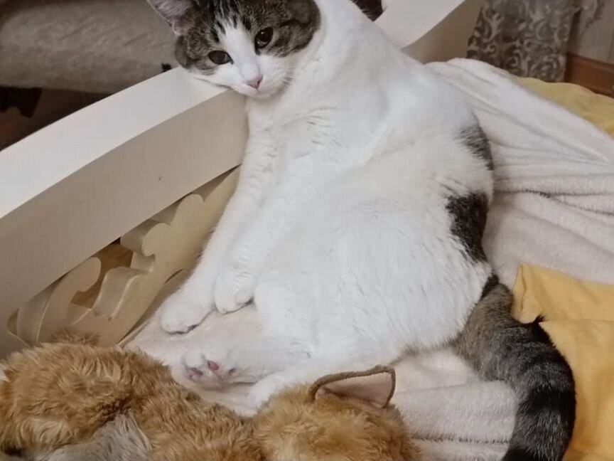 Кошки бесплатно