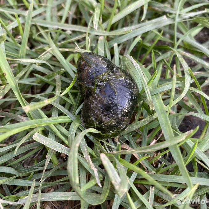 Улитка речная