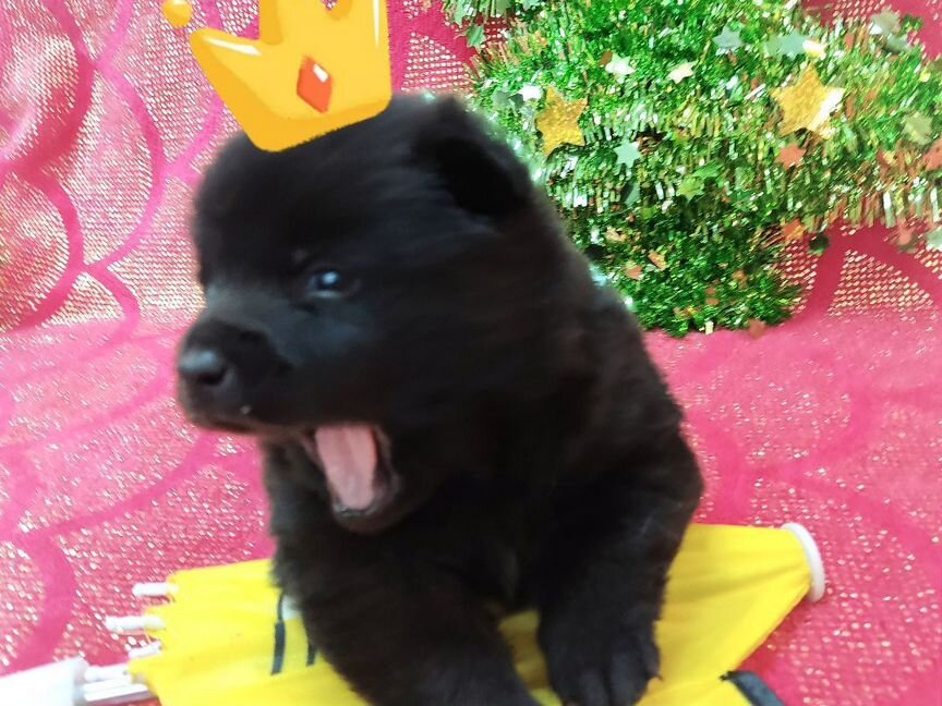 Девочка Схипперке