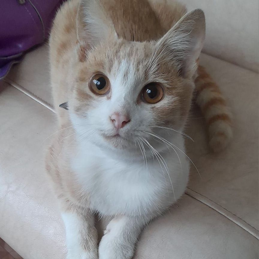 Котик-подросток в добрые руки
