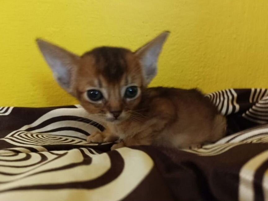 Абиссинские котята