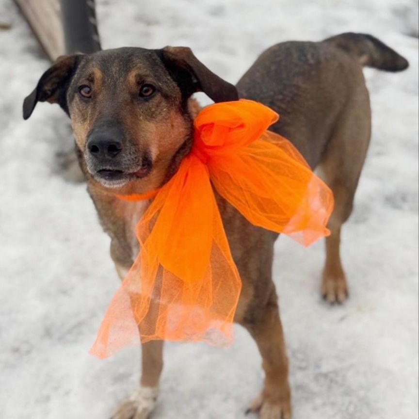 Собака Август в добрые руки Кобель рыжий