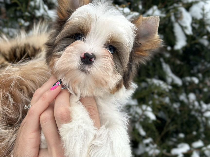 Йорк мальчик Блюберри