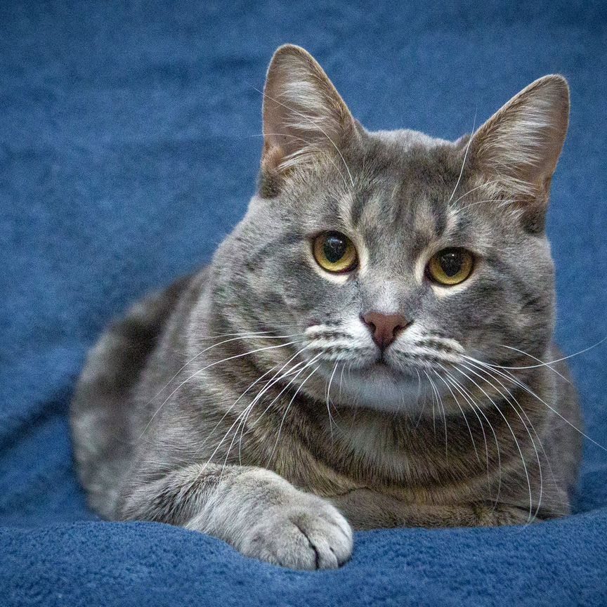 Котик Илюша