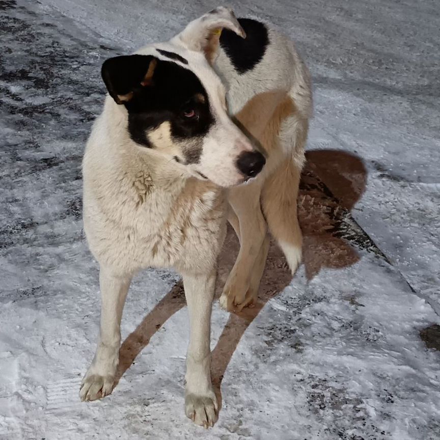 Взрослая собака в добрые руки