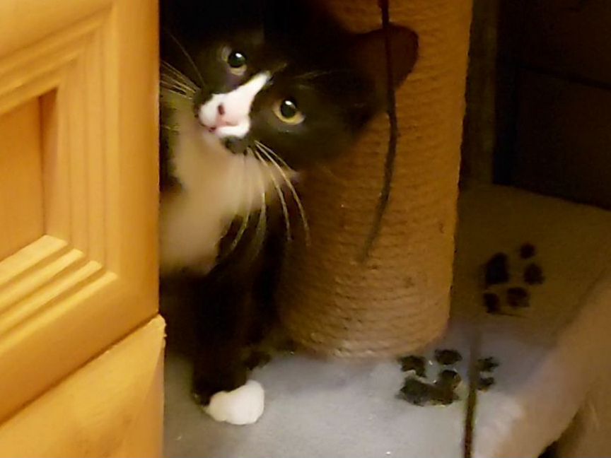 Ласковый котенок