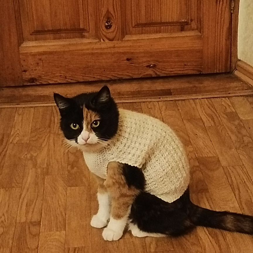 Отдаю в добрые руки