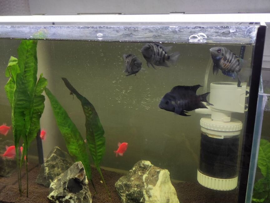 Аквариум с рыбками