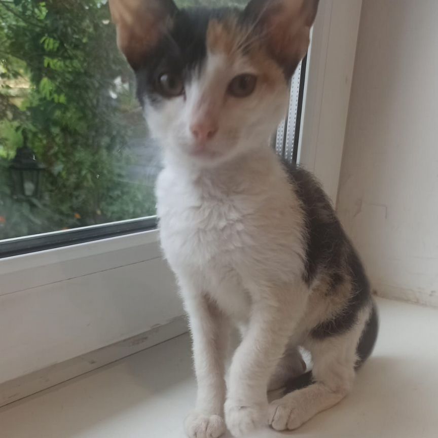 Дончачка девочка