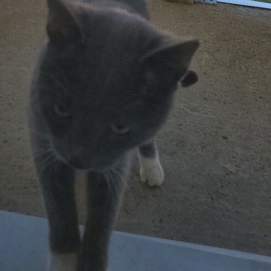 Котёнок кот в добрые руки