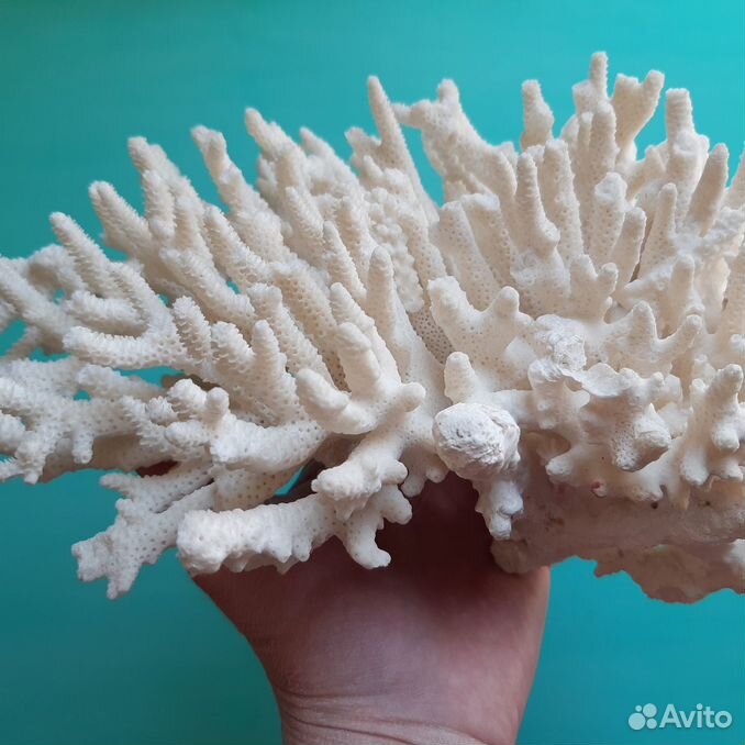 Коралл Морской (натуральный) 21х18х11см 673г