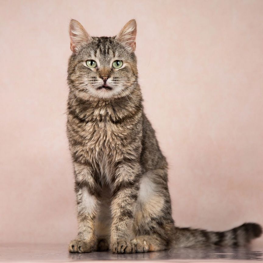 Полосатая кошка, шпротик 5 лет