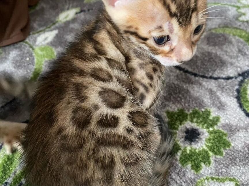 Бенгальские котята