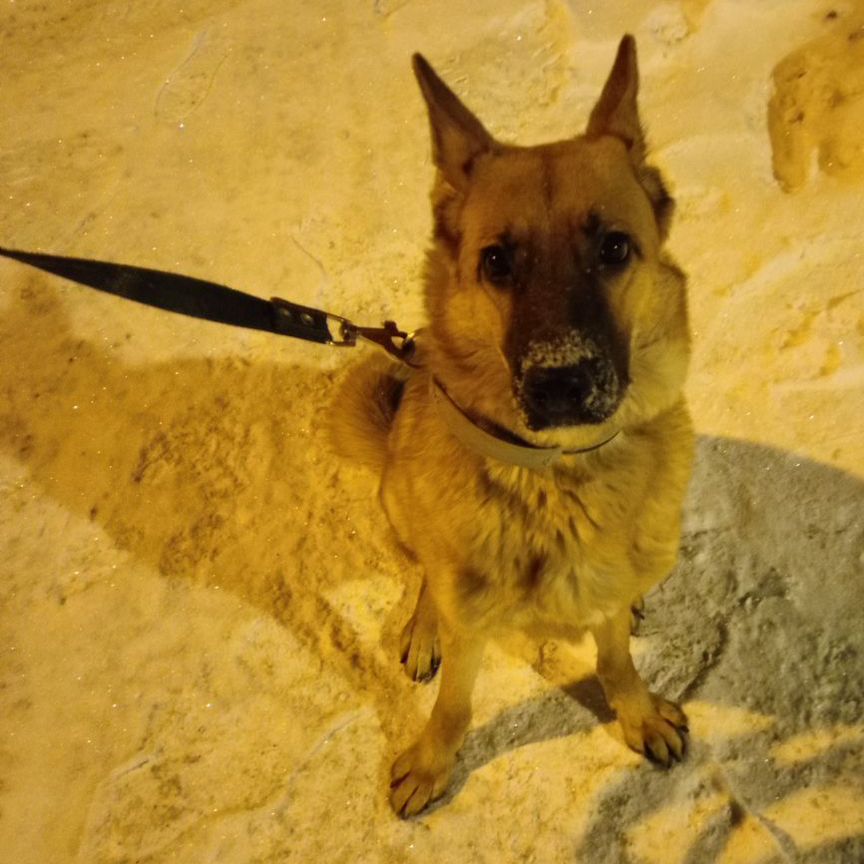 Взрослая собака в добрые руки