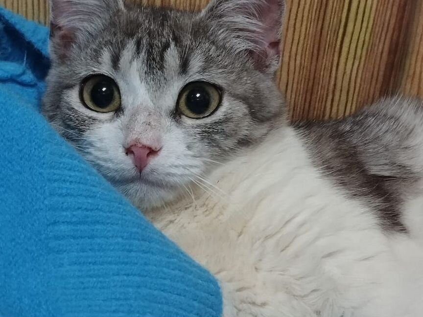 Котёнок Цветочек ищет семью