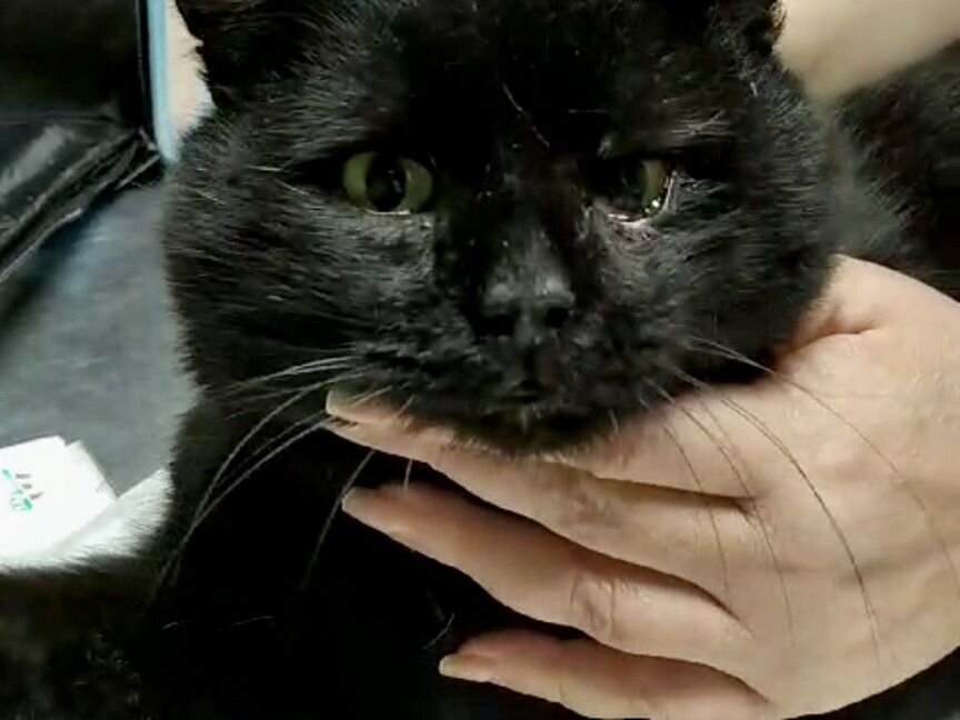 Кот с остановки