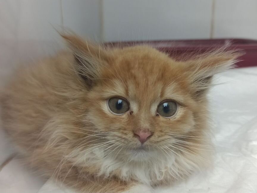 Котёнок ищет дом