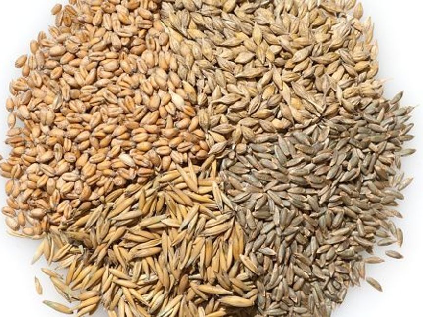 Пшеница, ячмень, горох