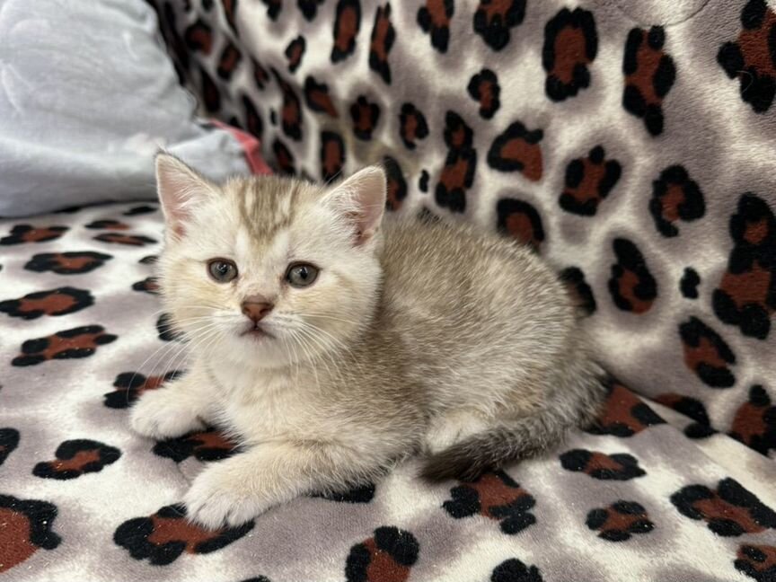 Шотландские котята
