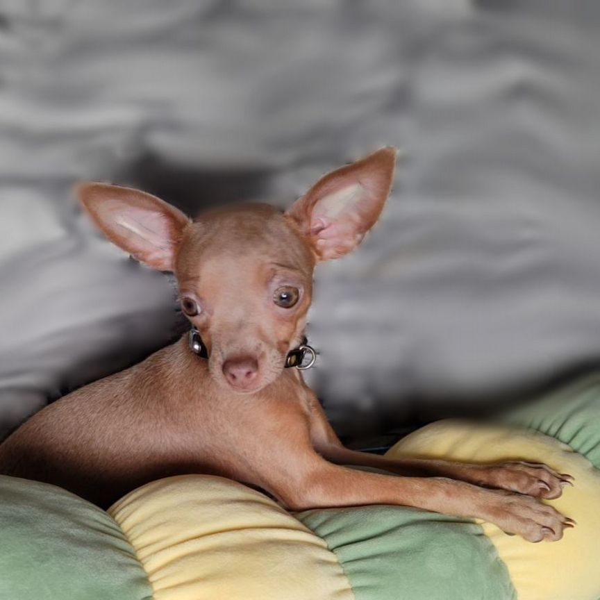 Русский той девочка и мальчик