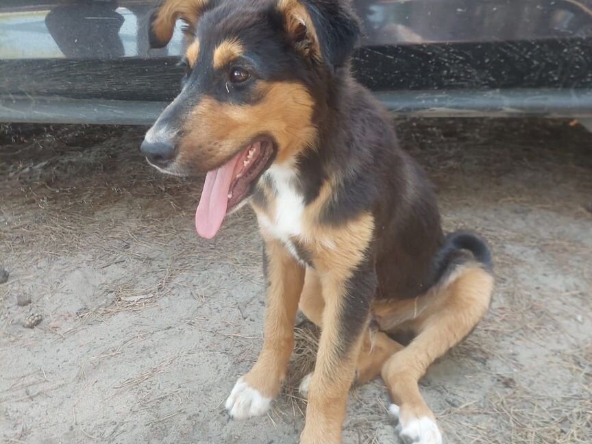 Щенок живёт на пляже. Нужен дом