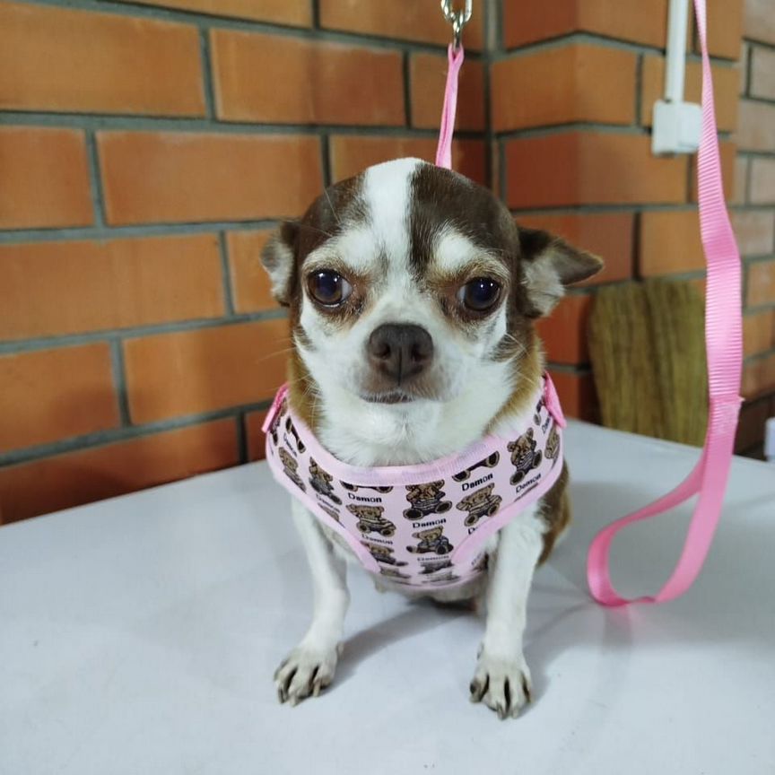 Чихуахуа ищет дом