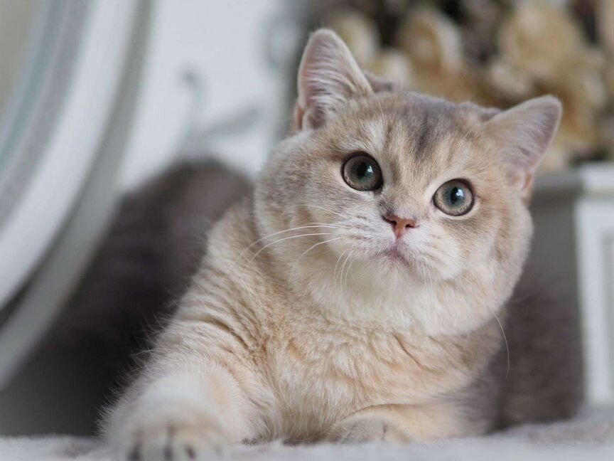 Британская девочка драгоценного окраса