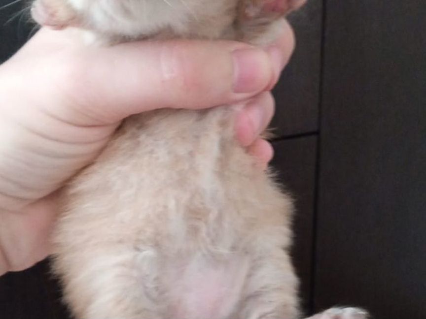 Отдам в добрые руки котят возраст около месяца