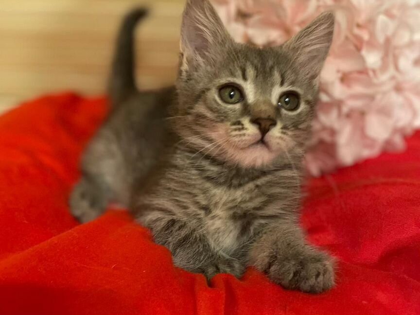 Котенок Пуговка