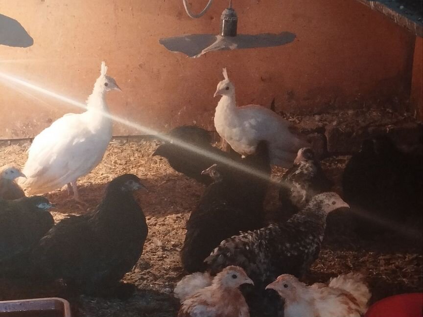 Инкубационное яйцо павлинов