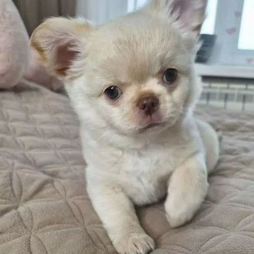 Чихуахуа блондин зеленоглазый