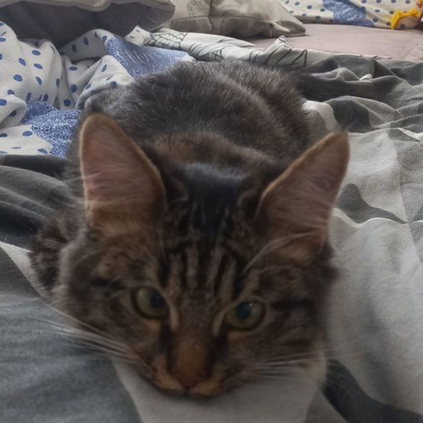 Котик 5 мес в добрые руки отдам