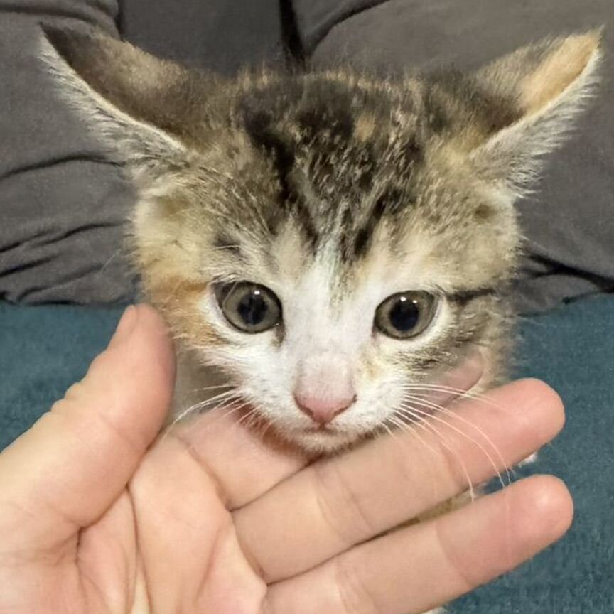 Мейн-кун котёнок