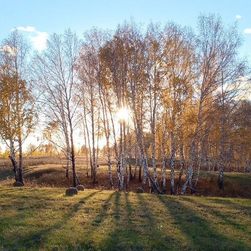 Подстилка для животных