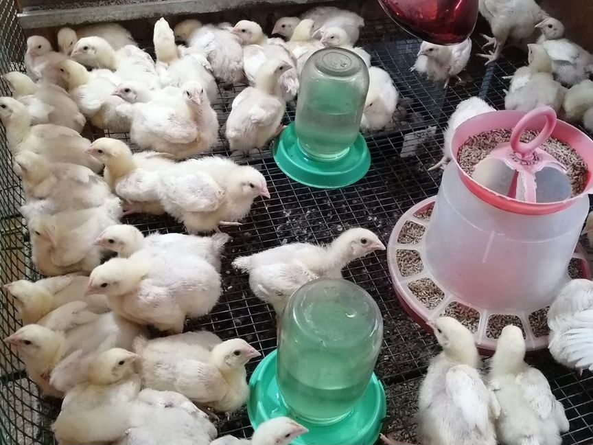 Бройлер кобб 500