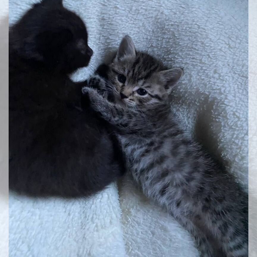 Отдам котят в добрые руки