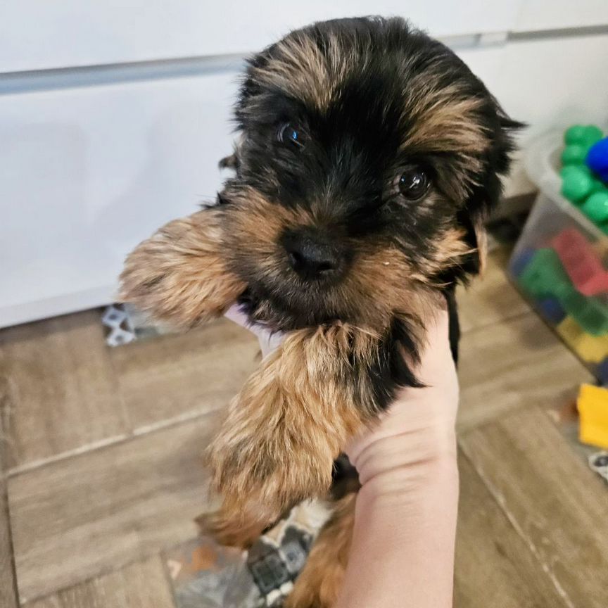 Йоркширский терьер мальчик