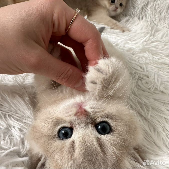 Британские котята от профессионального питомника