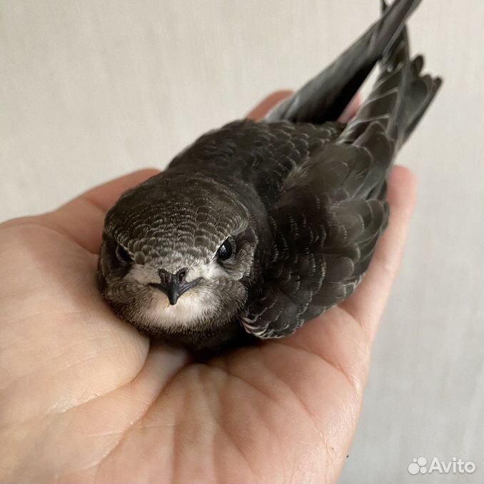 Стриж птенец