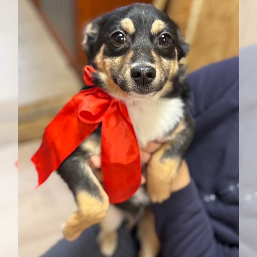 Щенок в добрые руки