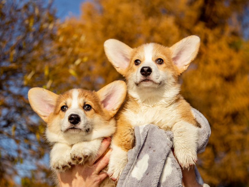 Самые прекрасные щеночки Вельш-корги пемброк