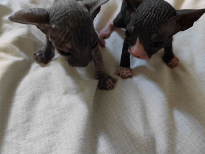 Донской сфинкс котёнок