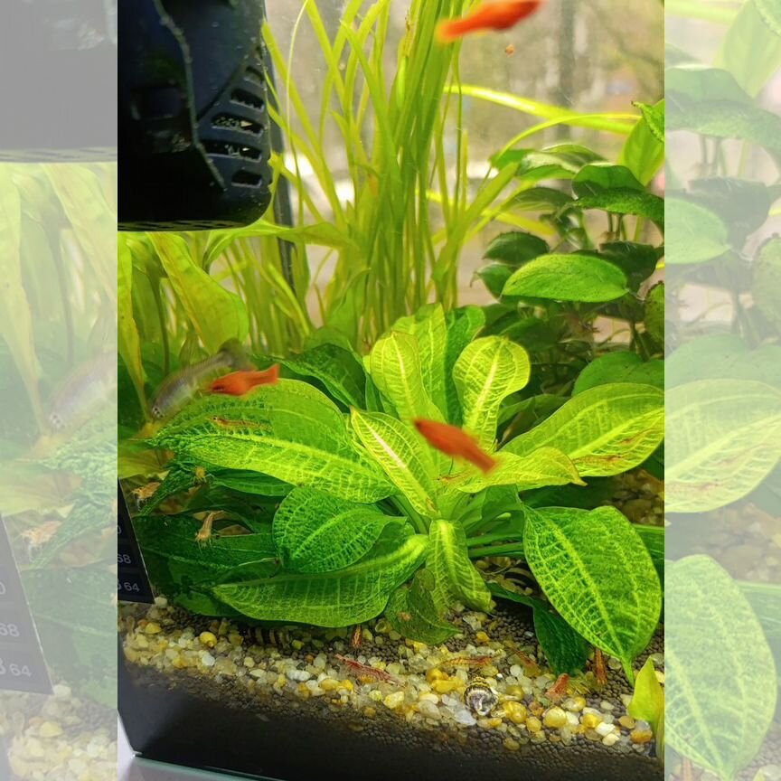 Мальки меченосцев