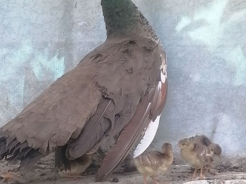 Павлин птенцы